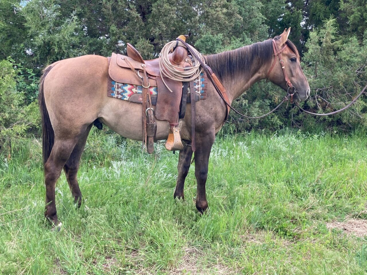 Horses For Sale | South Dakota's Elite Horse Sale