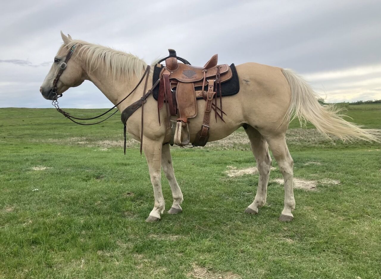 Horses For Sale | South Dakota's Elite Horse Sale