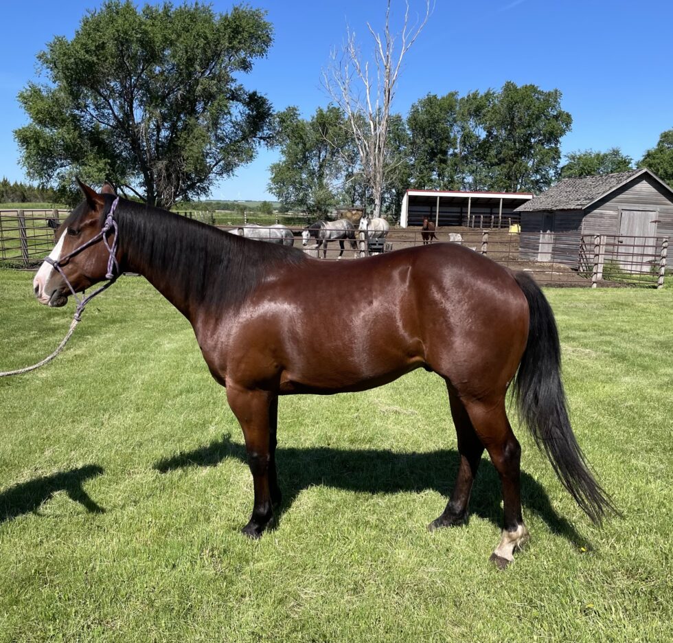 Horses For Sale | South Dakota's Elite Horse Sale