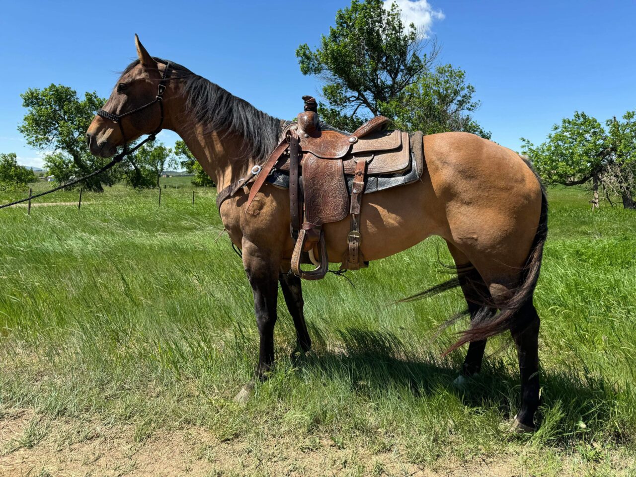 Horses For Sale | South Dakota's Elite Horse Sale